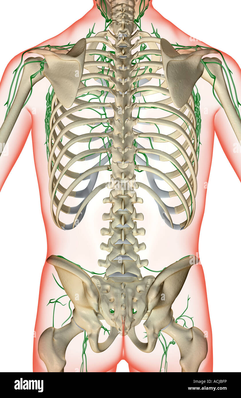 Lumbar lymph nodes hi-res stock photography and images - Alamy