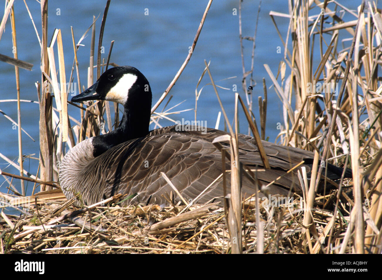 canada goose on nest nesting, George C. Reifel Migratory Bird Sanctuary ...