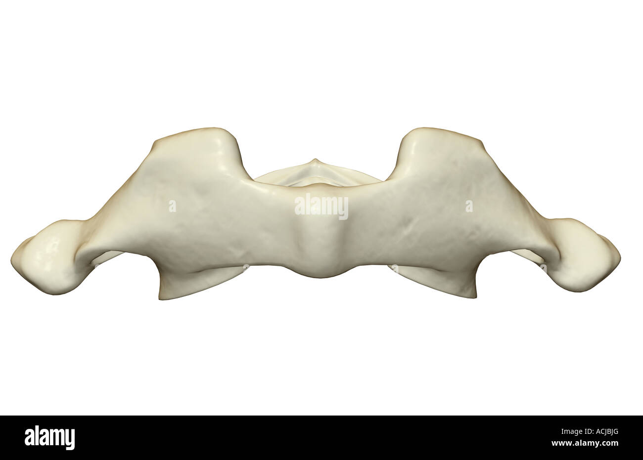 Atlas vertebra hi-res stock photography and images - Alamy