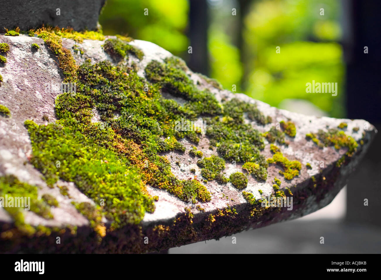 Mold on a stone lamp Stock Photo - Alamy