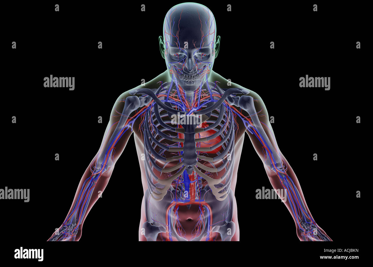 Chest Blood Vessels Stock Photos & Chest Blood Vessels Stock Images - Alamy
