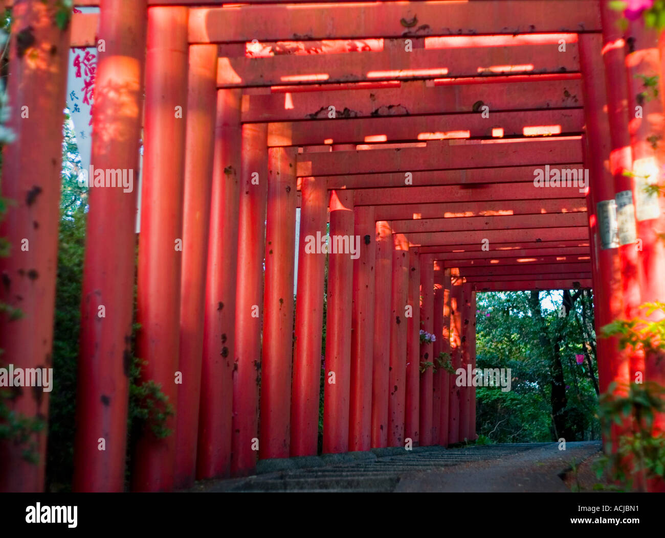 Torii gates at a Japanese Shrine Stock Photo - Alamy