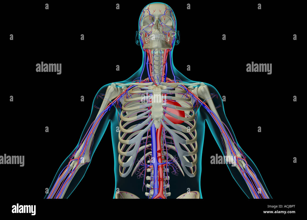 Chest Blood Vessels Stock Photos & Chest Blood Vessels Stock Images - Alamy