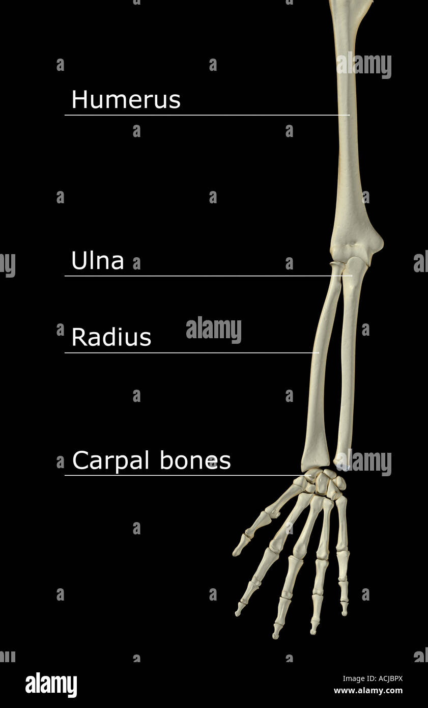 The bones of the upper limb Stock Photo - Alamy