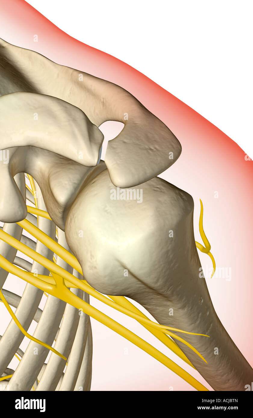 The nerves of the shoulder Stock Photo - Alamy