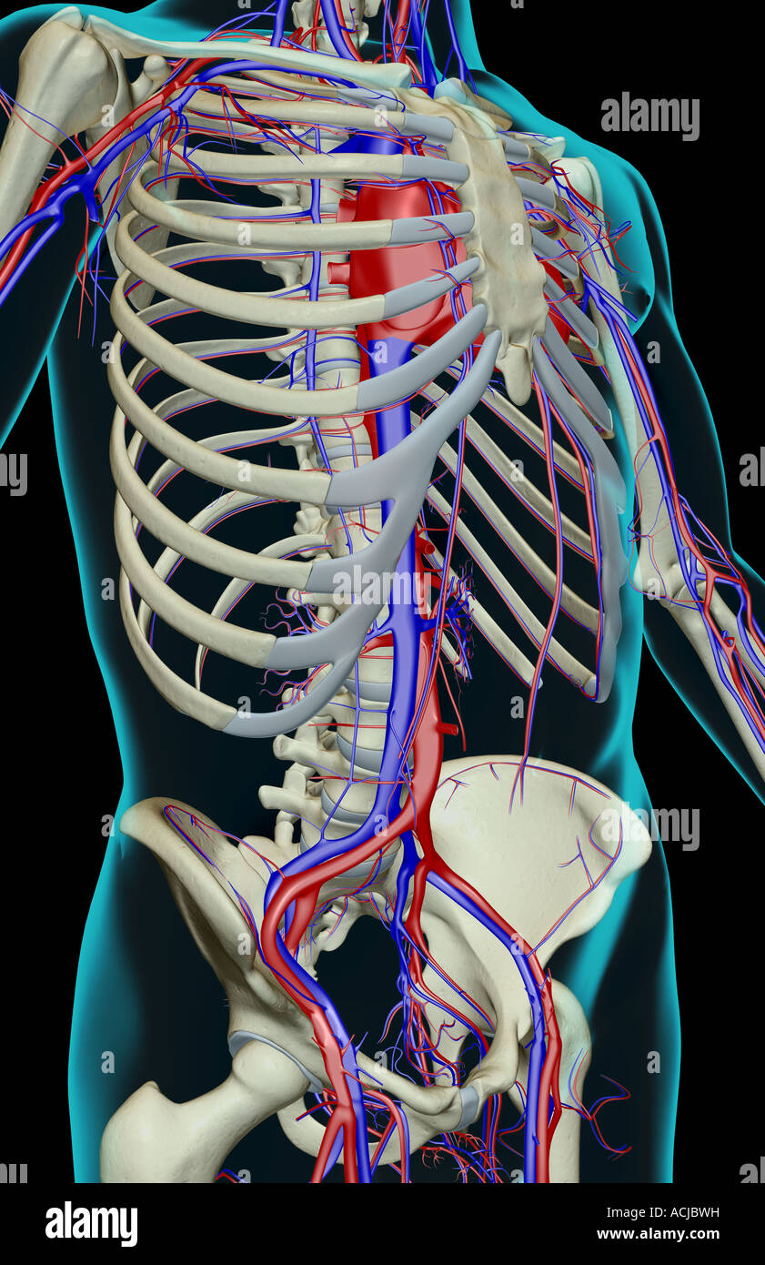 The blood supply of the trunk Stock Photo - Alamy