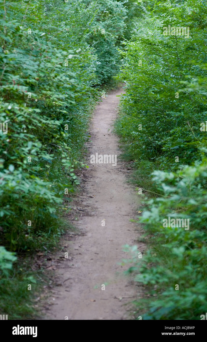 Path through the woods Stock Photo - Alamy