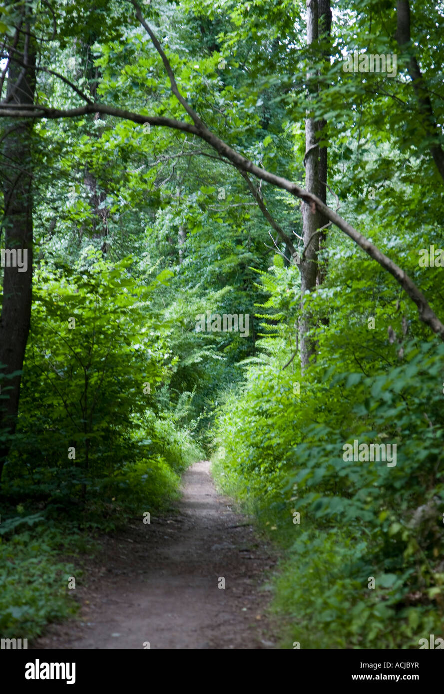 Path through the woods Stock Photo - Alamy