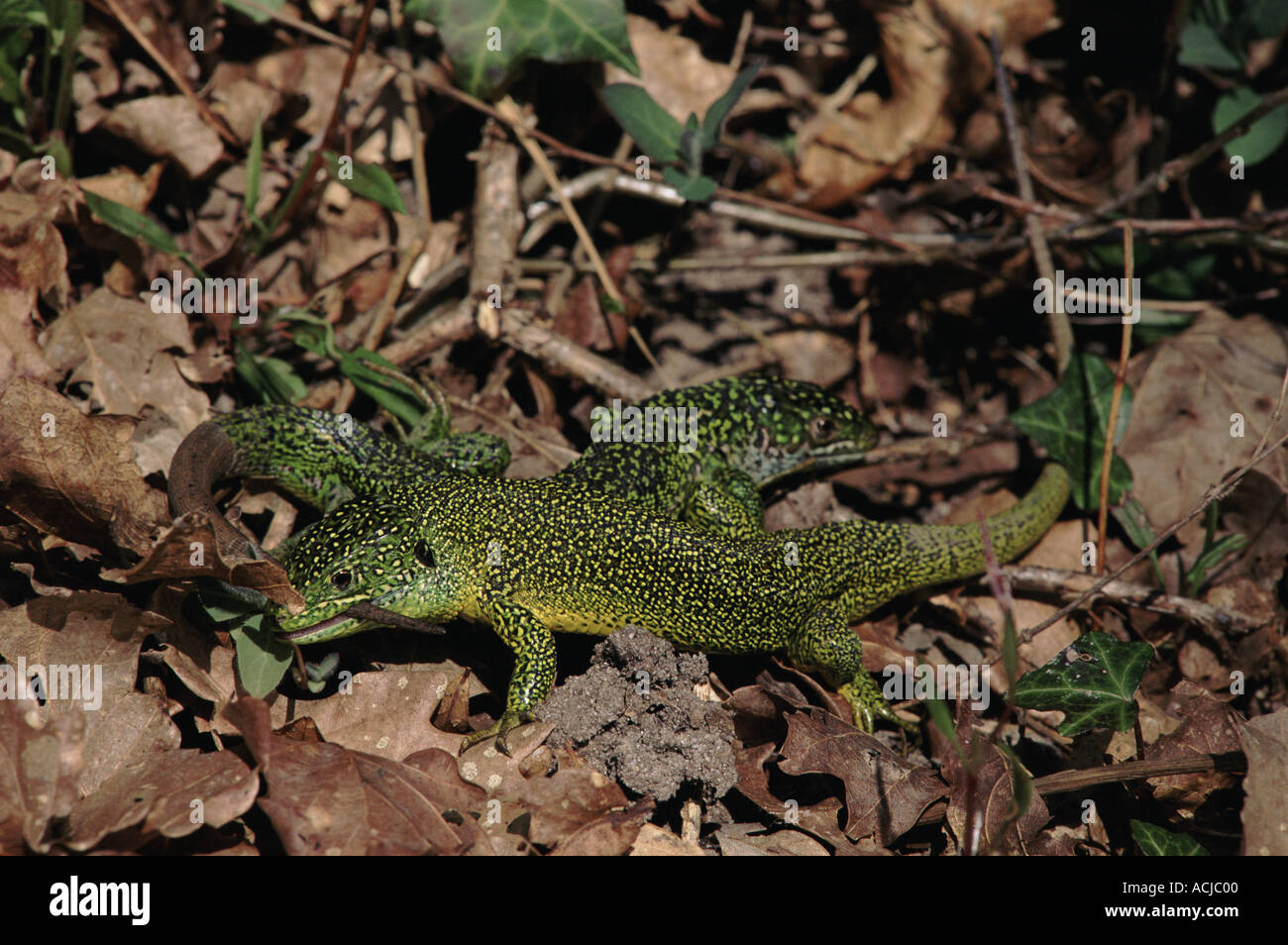 Lizards Of Bc High Resolution Stock Photography and Images - Alamy