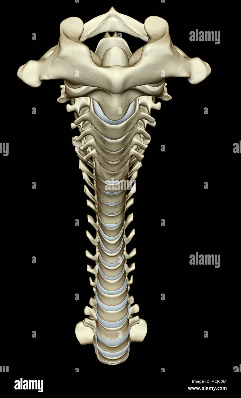 The vertebral column Stock Photo - Alamy