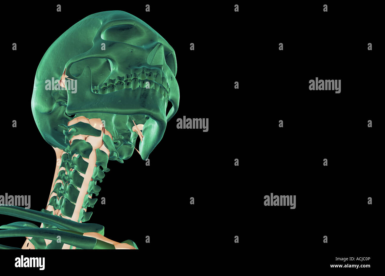 The ligaments of the head and neck Stock Photo - Alamy