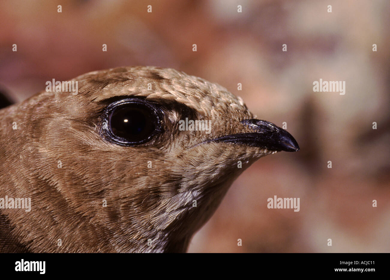 Profile heads spain hi-res stock photography and images - Alamy