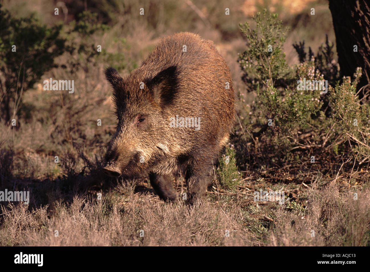 Young Wild Boar Spain Stock Photo - Alamy