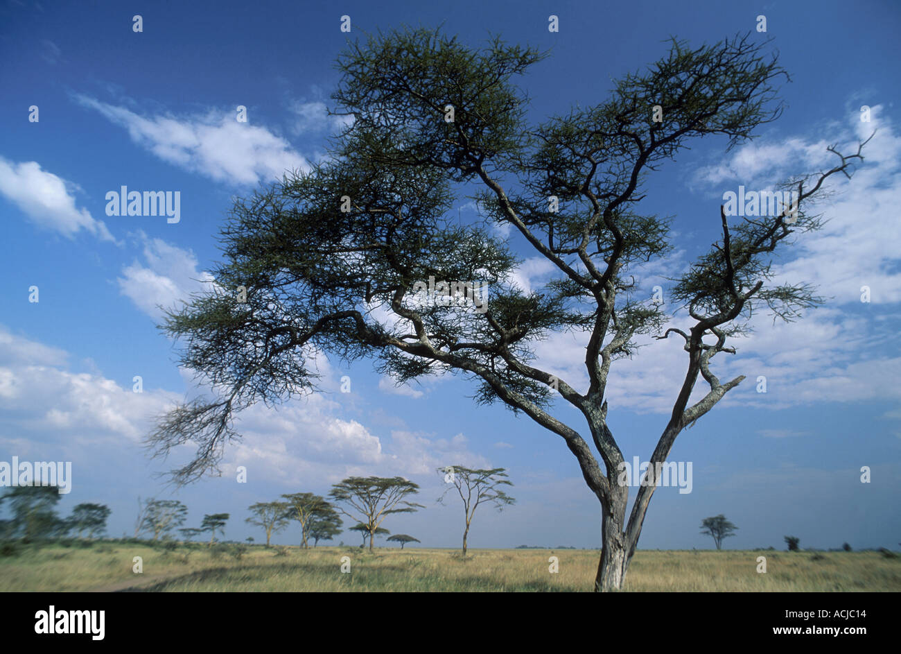 Serengeti seronera valley hi-res stock photography and images - Alamy