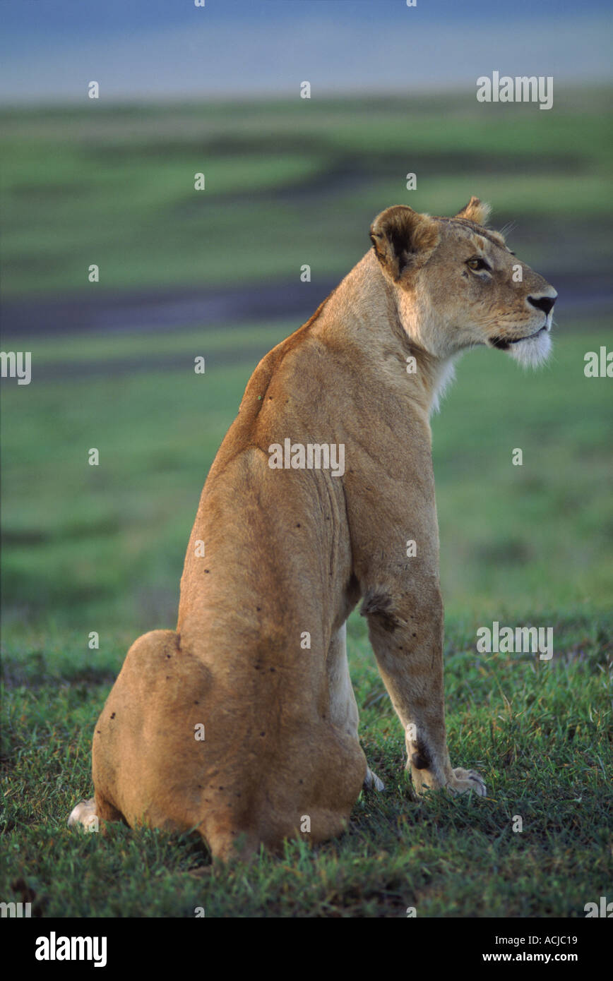 Lioness sitting Ngorongoro Crater Tanzania East Africa Stock Photo - Alamy