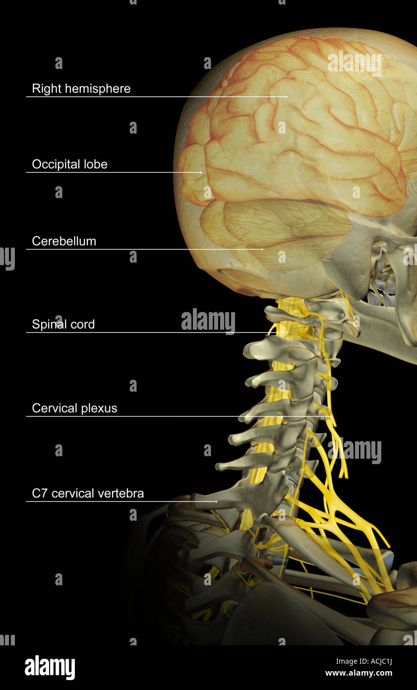 The brain and the cervical nerves Stock Photo - Alamy