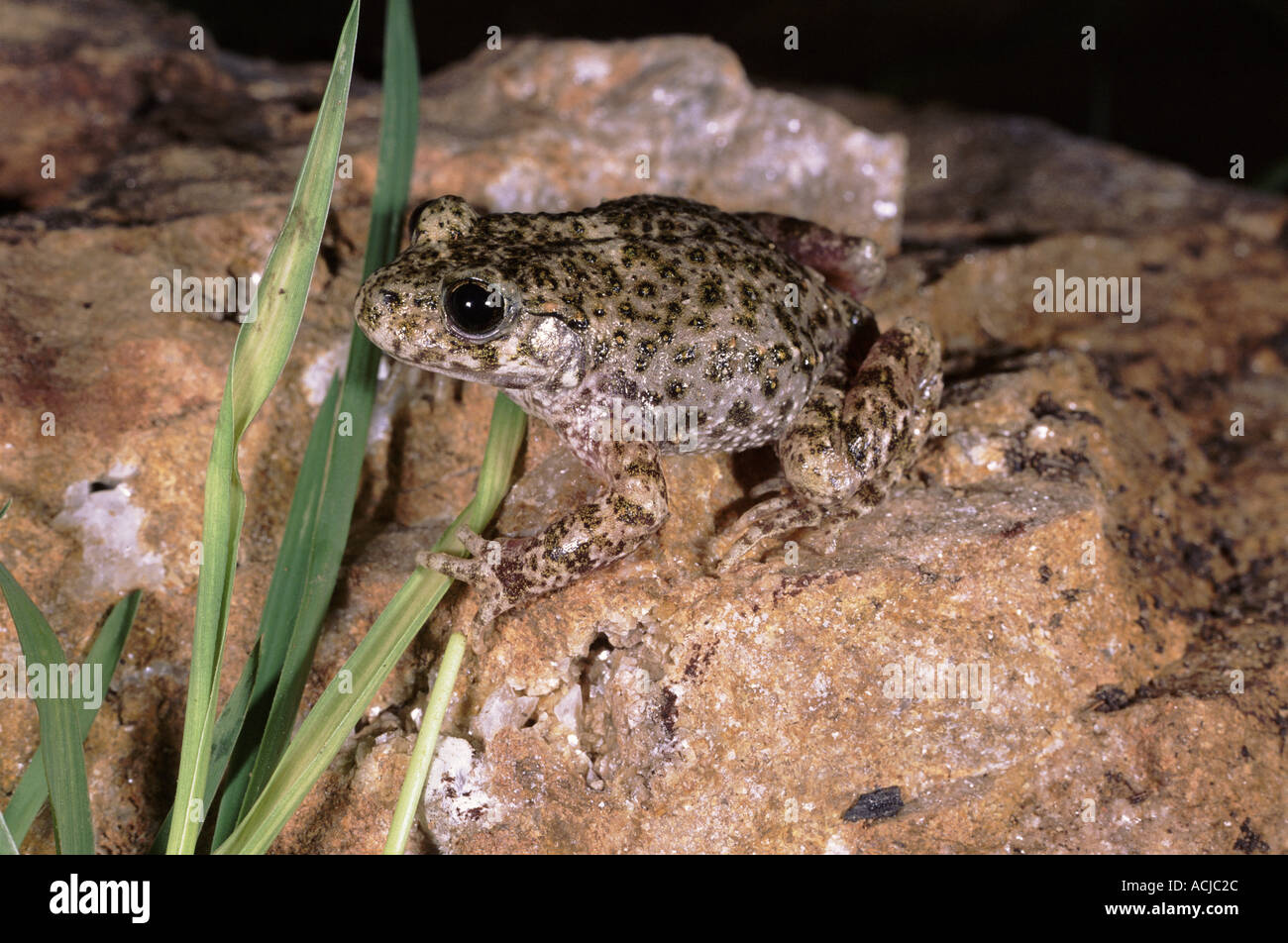 Midwife toad spain hi-res stock photography and images - Alamy