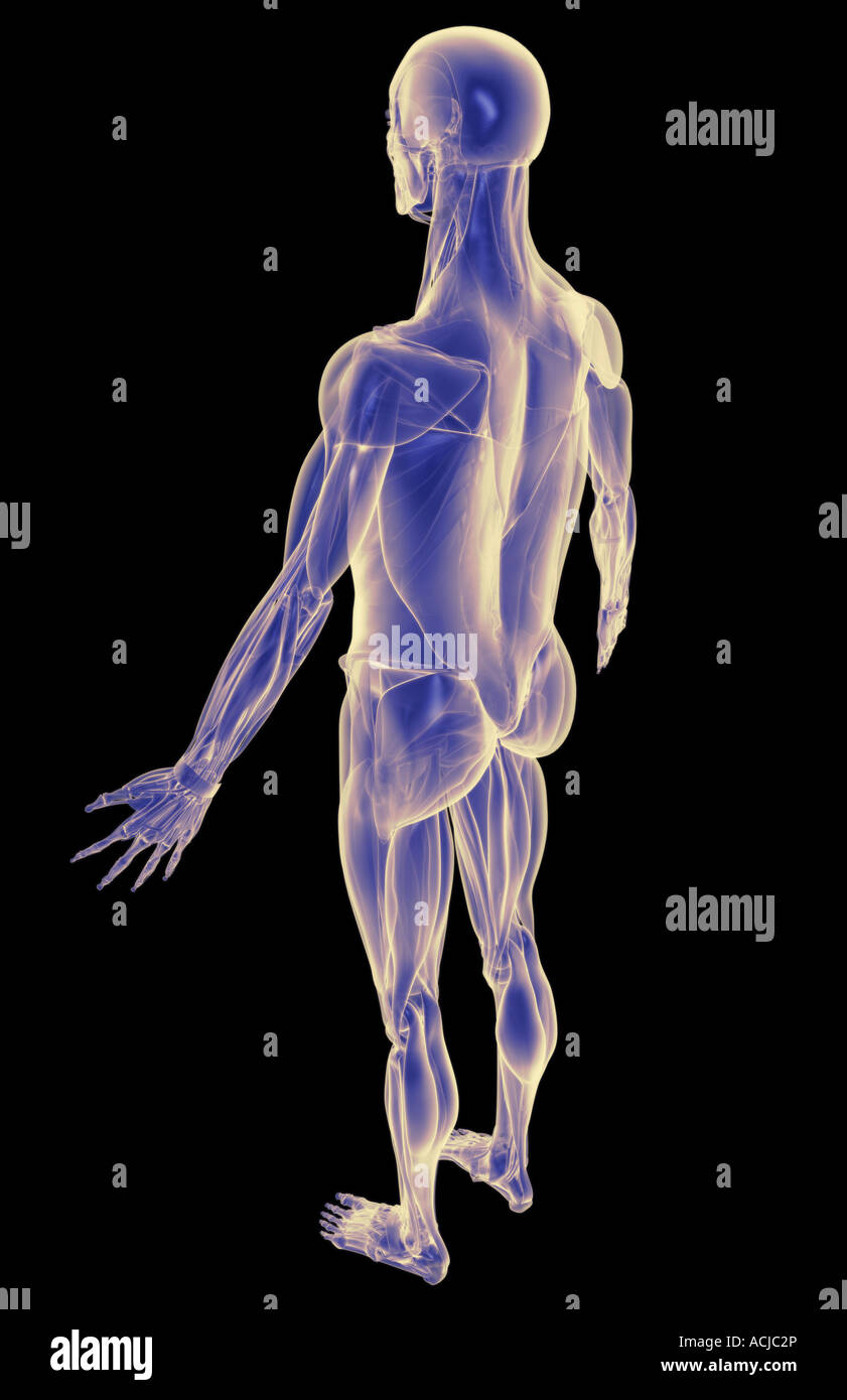 The muscular system Stock Photo - Alamy
