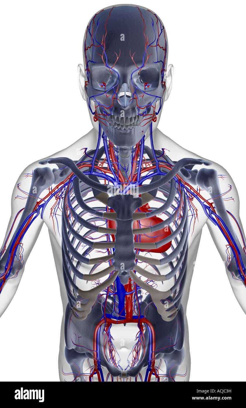 The blood supply of the upper body Stock Photo - Alamy