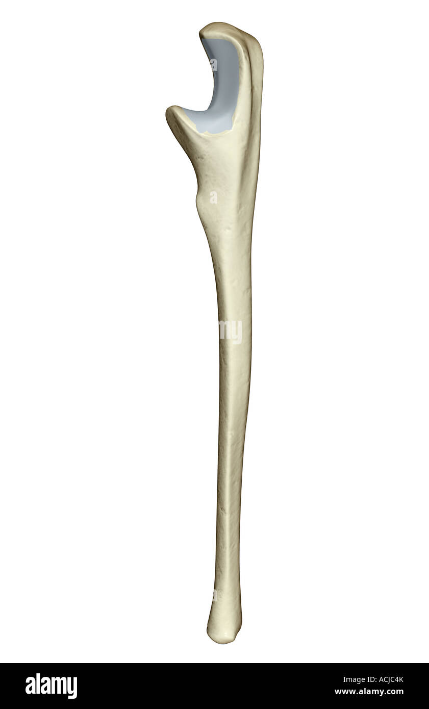 Ulna bone anatomy Cut Out Stock Images & Pictures - Alamy