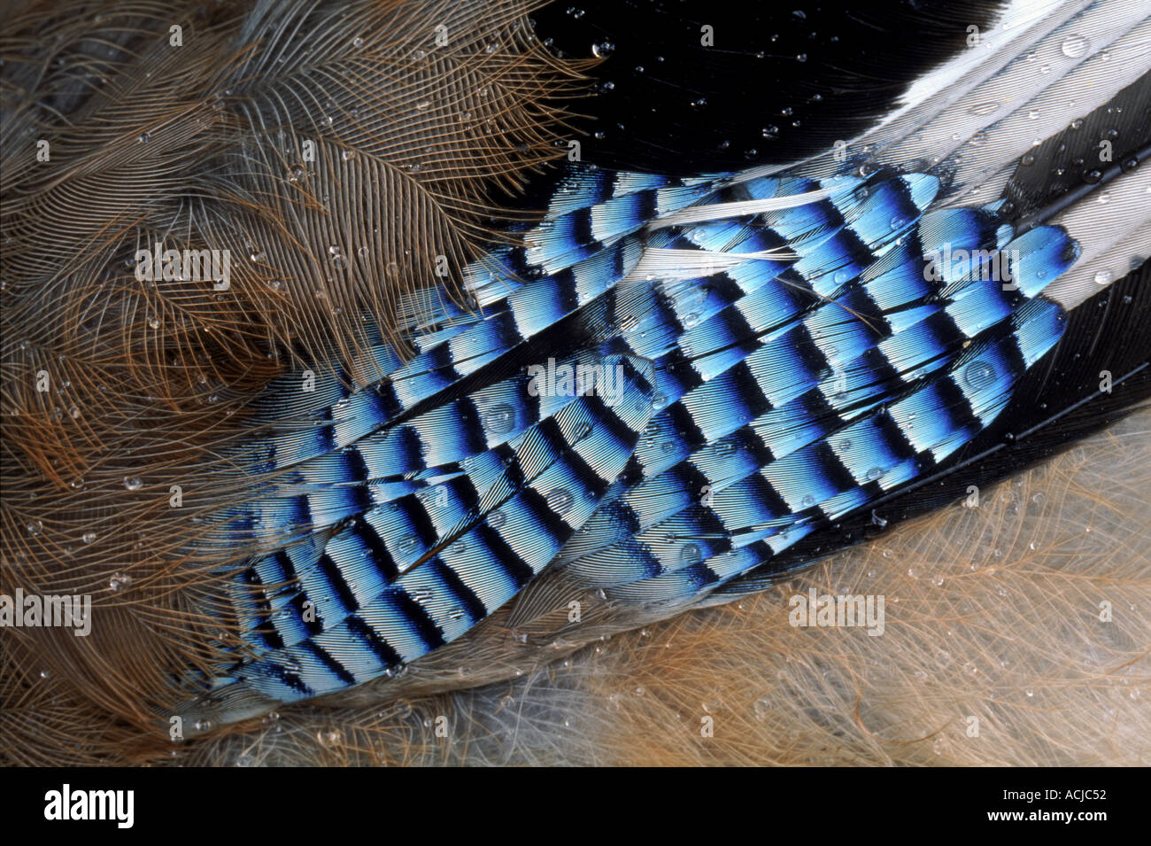 Jay feather detail hi-res stock photography and images - Alamy