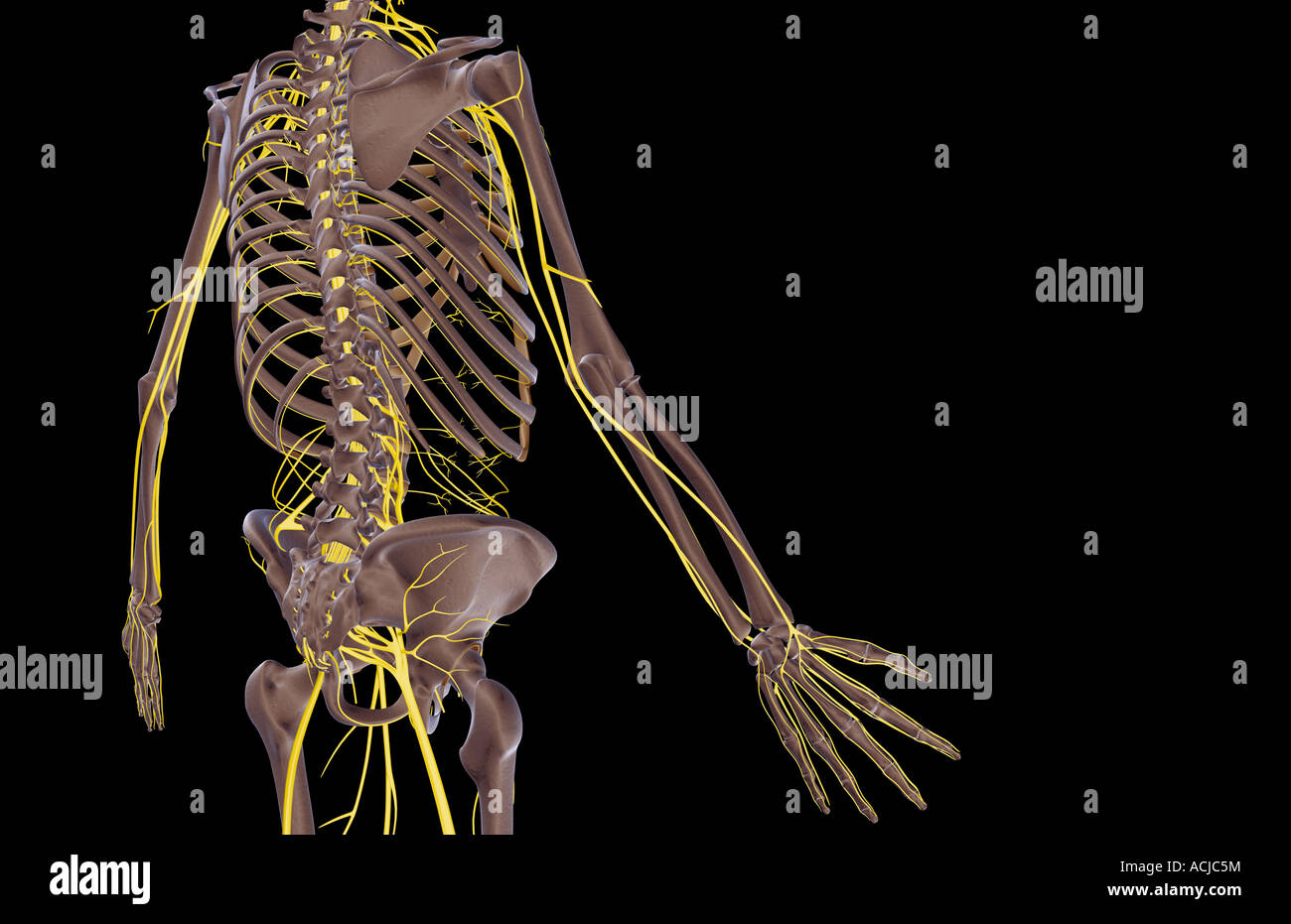 The nerves of the trunk Stock Photo - Alamy
