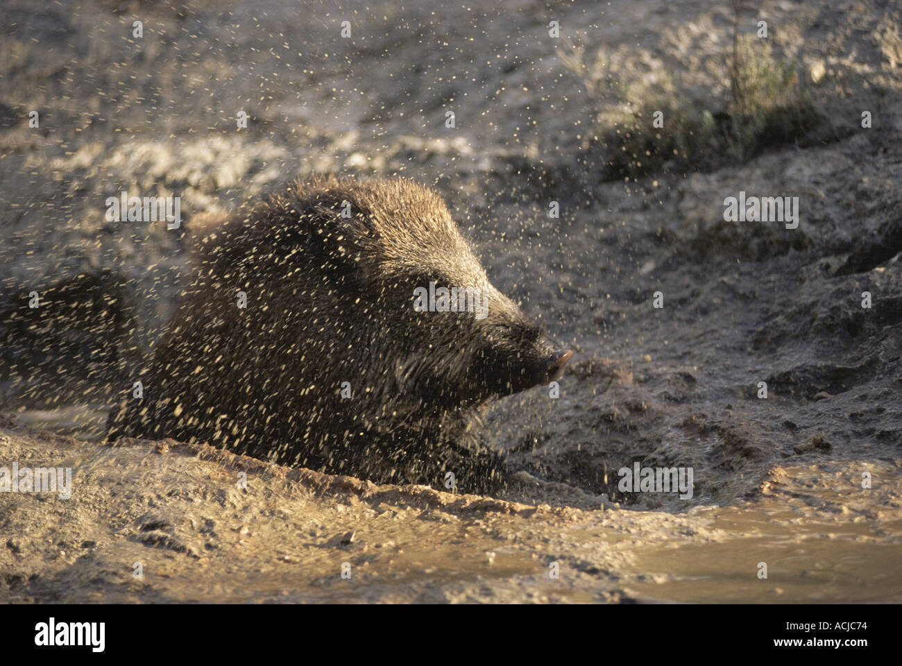Spanish wild boar hi-res stock photography and images - Alamy