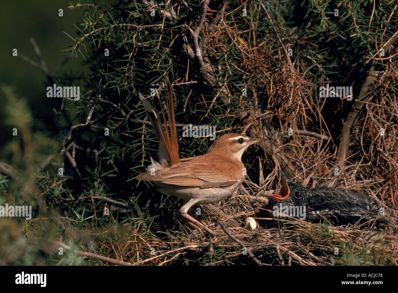 Parasitic birds hi-res stock photography and images - Alamy