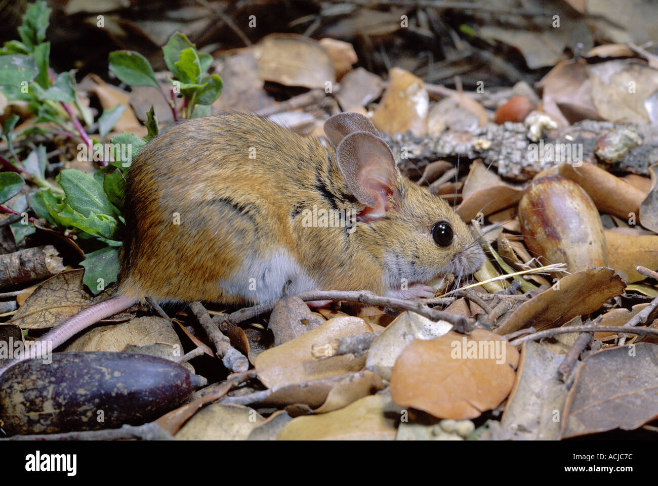 Rodent spain spanish wildlife hi-res stock photography and images - Alamy