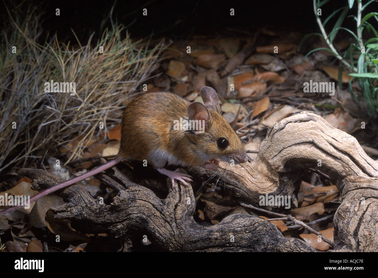 Rodent spain spanish wildlife hi-res stock photography and images - Alamy