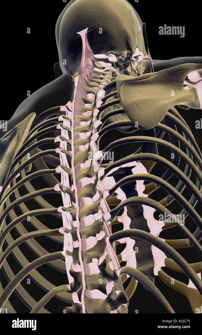 The ligaments of the upper body Stock Photo - Alamy