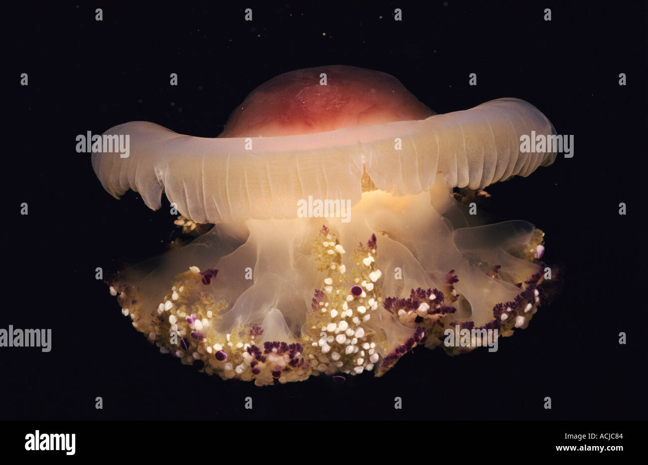 Aschelminth hi-res stock photography and images - Alamy