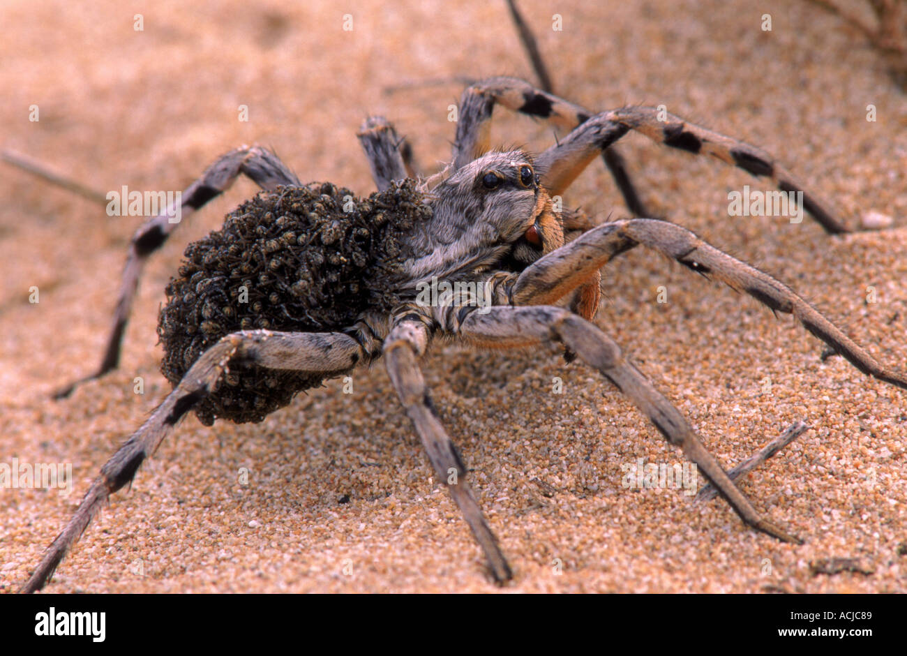 Wolf spider female carries babies hi-res stock photography and images ...