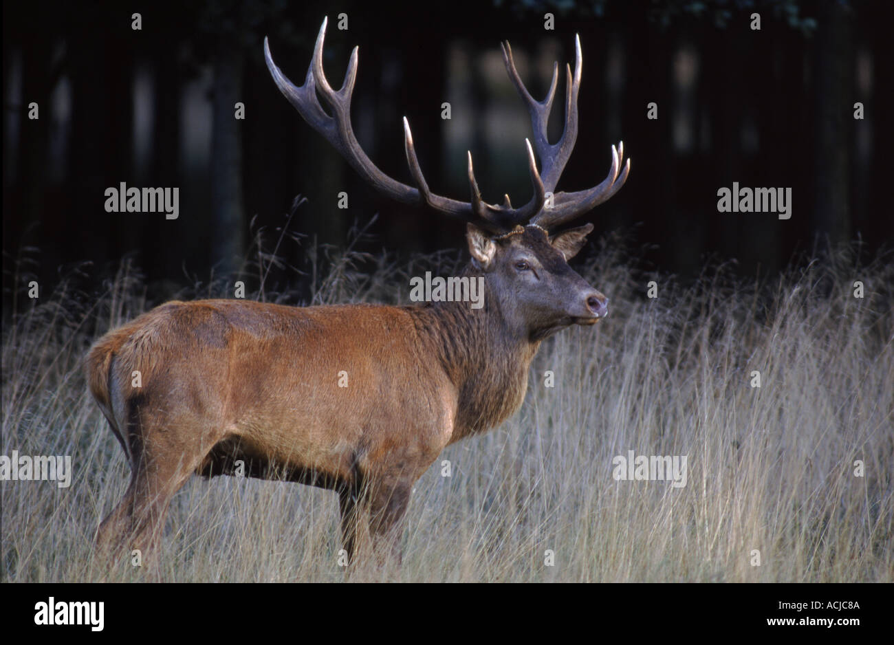 Portraitred hi-res stock photography and images - Alamy