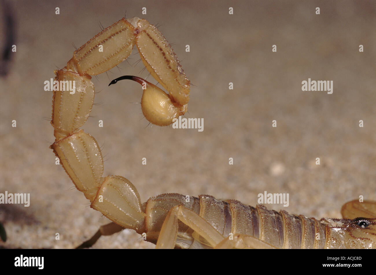 Parabuthus Transvaalicus 2nd Instar