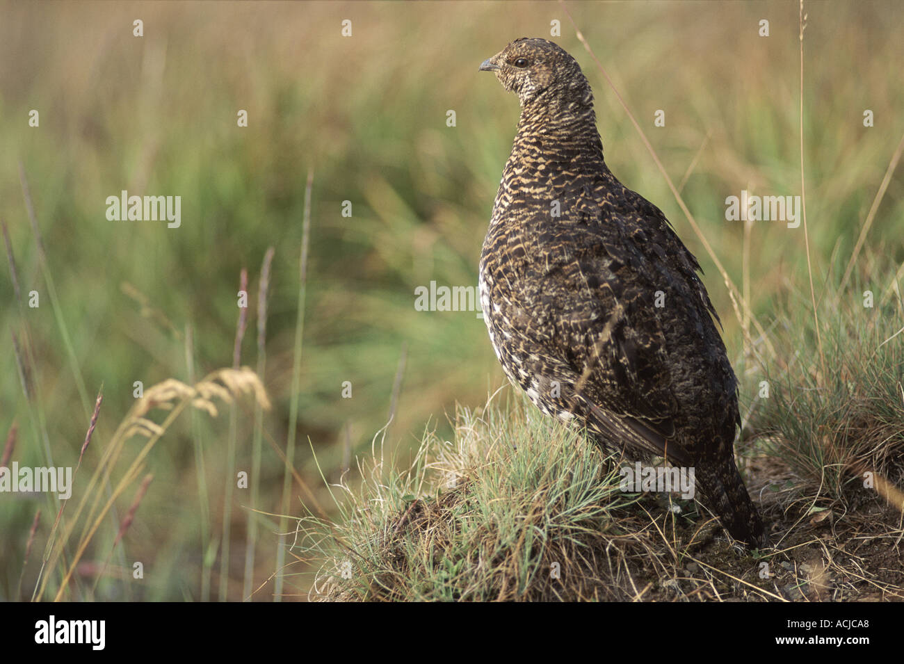 North american blue grouse hi-res stock photography and images - Alamy