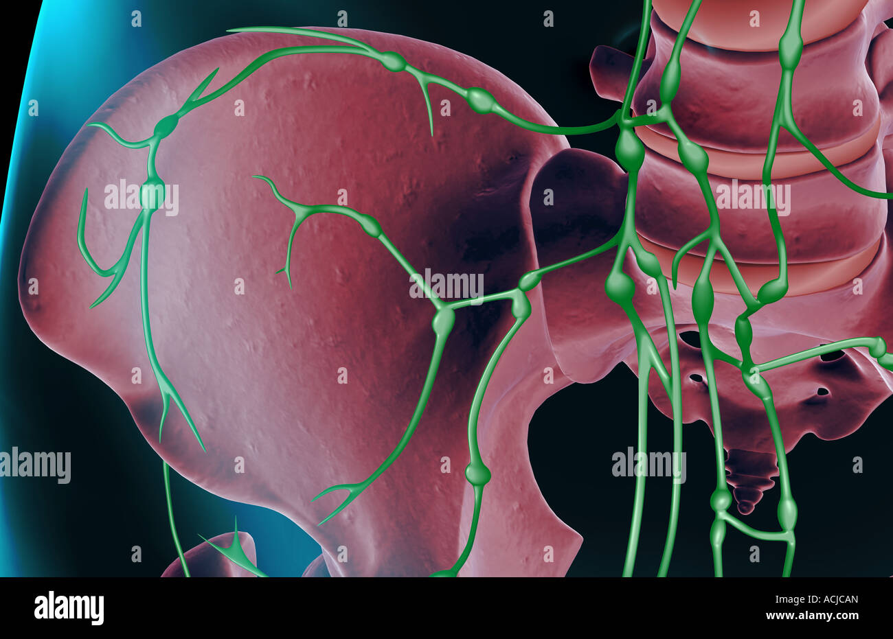 The lymph supply of the hip Stock Photo - Alamy