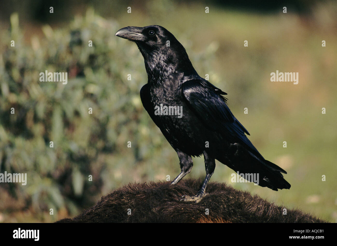 Raven scavenging dead goat Spain Stock Photo - Alamy