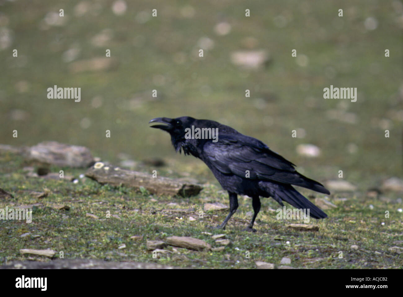 Raven communication hi-res stock photography and images - Alamy