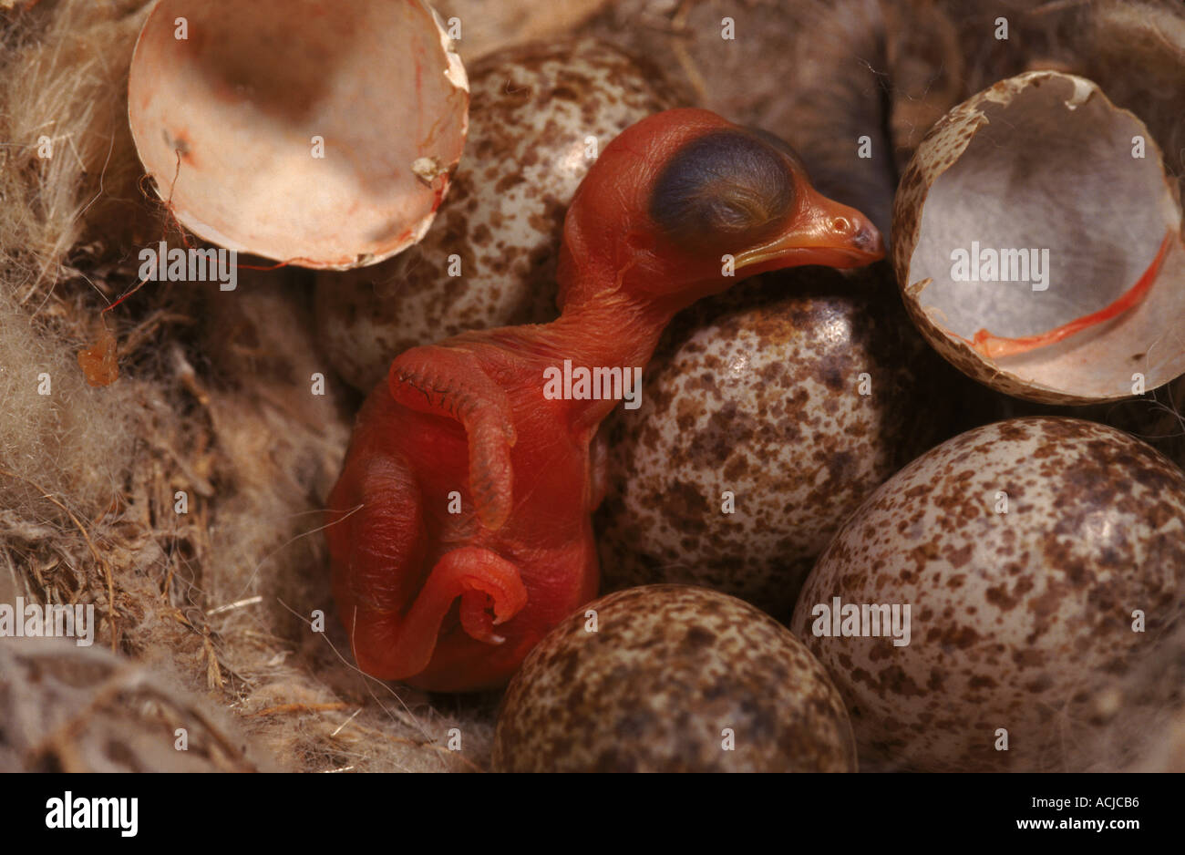 Chick hatching series hi-res stock photography and images - Alamy