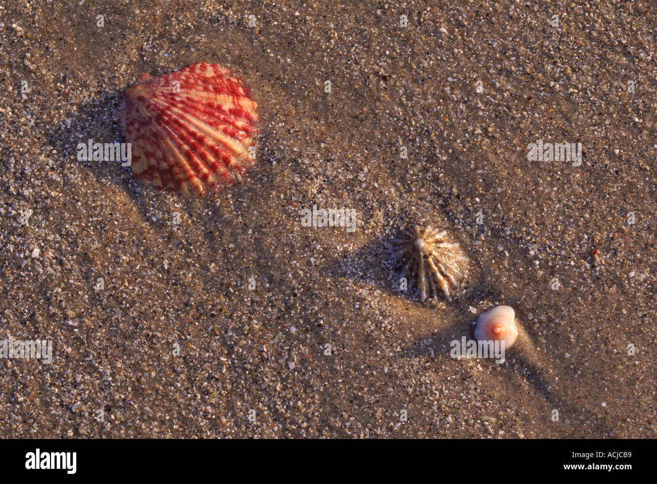 Patterns of shells hi-res stock photography and images - Alamy