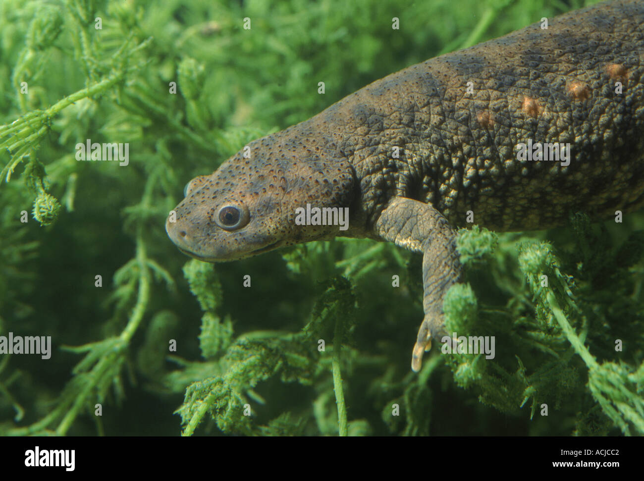 Sharp Ribbed Salamanders High Resolution Stock Photography and Images ...