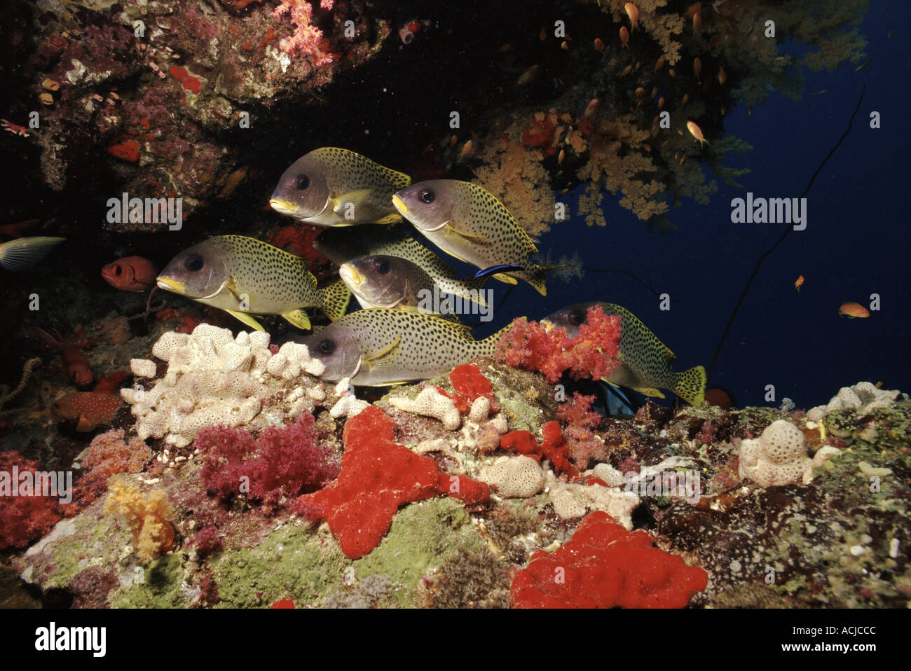 Blackspotted Sweetlips Red Sea Stock Photo - Alamy