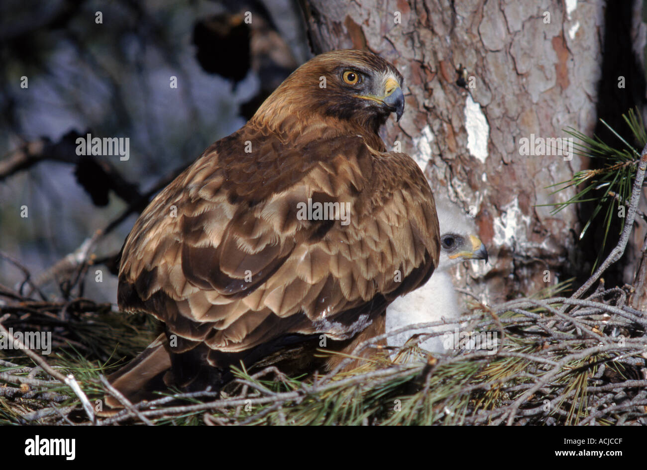 Booted eagle spain hi-res stock photography and images - Alamy
