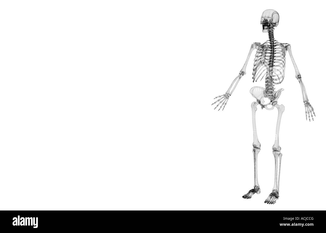 The skeletal system Stock Photo - Alamy