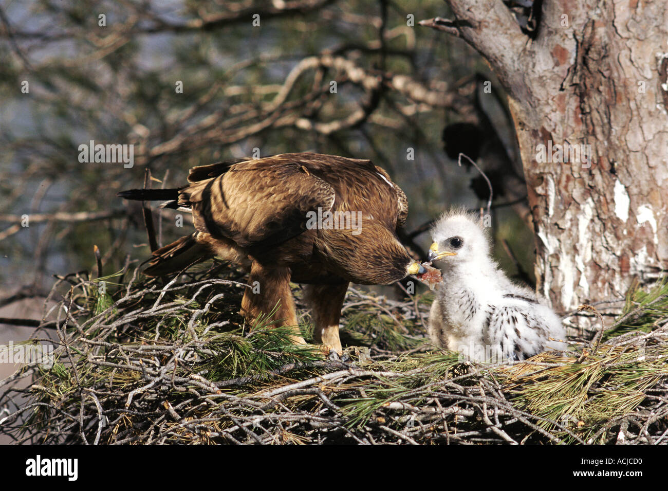 Booted eagle Hieraaetus pennatus female feeding chick at nest in pine ...