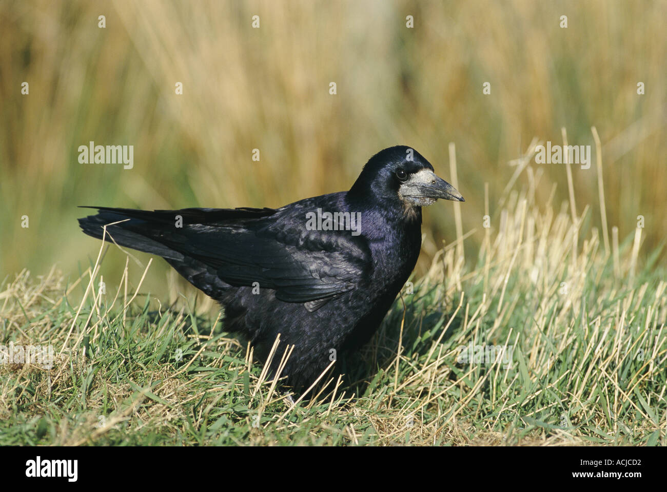 Rook england hi-res stock photography and images - Alamy