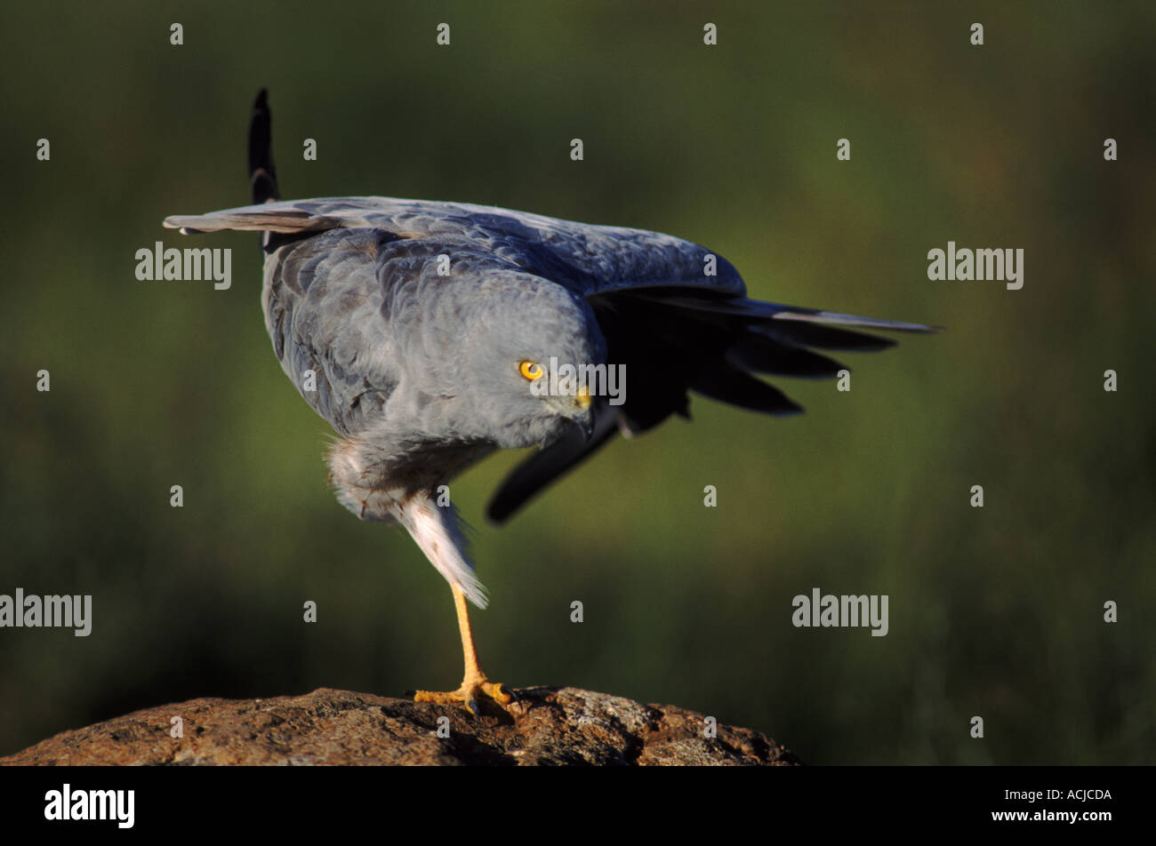 Montagu's harrier (Circus pygargus) stretching. Ngorongoro, Tanzania ...