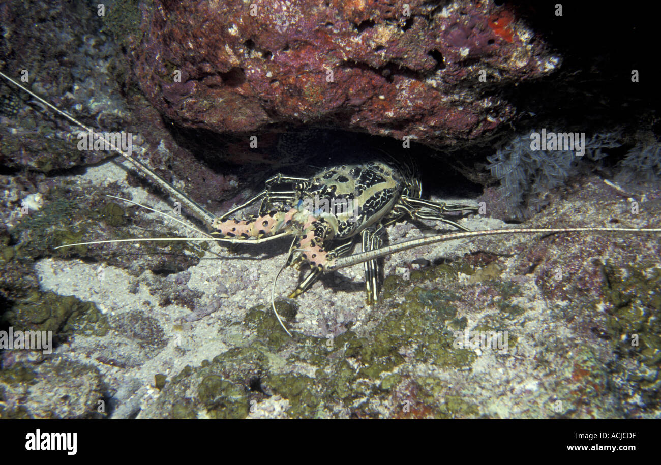 Painted crawfish in reef Panulirus versicolor Bahrain Abuthama reef ...