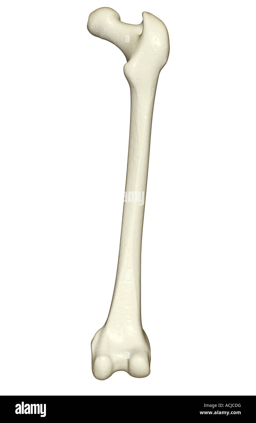 Femur bone hi-res stock photography and images - Alamy